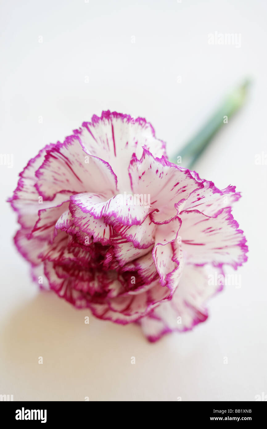 Pink and White Carnation Stock Photo - Alamy