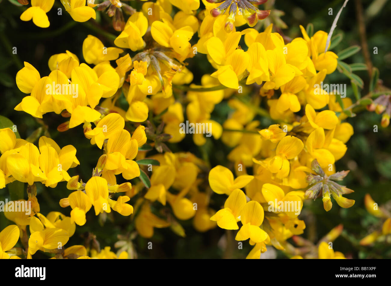Yellow vetch flowers hi-res stock photography and images - Alamy