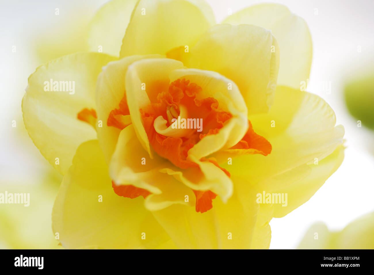 Daffodill dafodil dafodill dafodills hi-res stock photography and ...