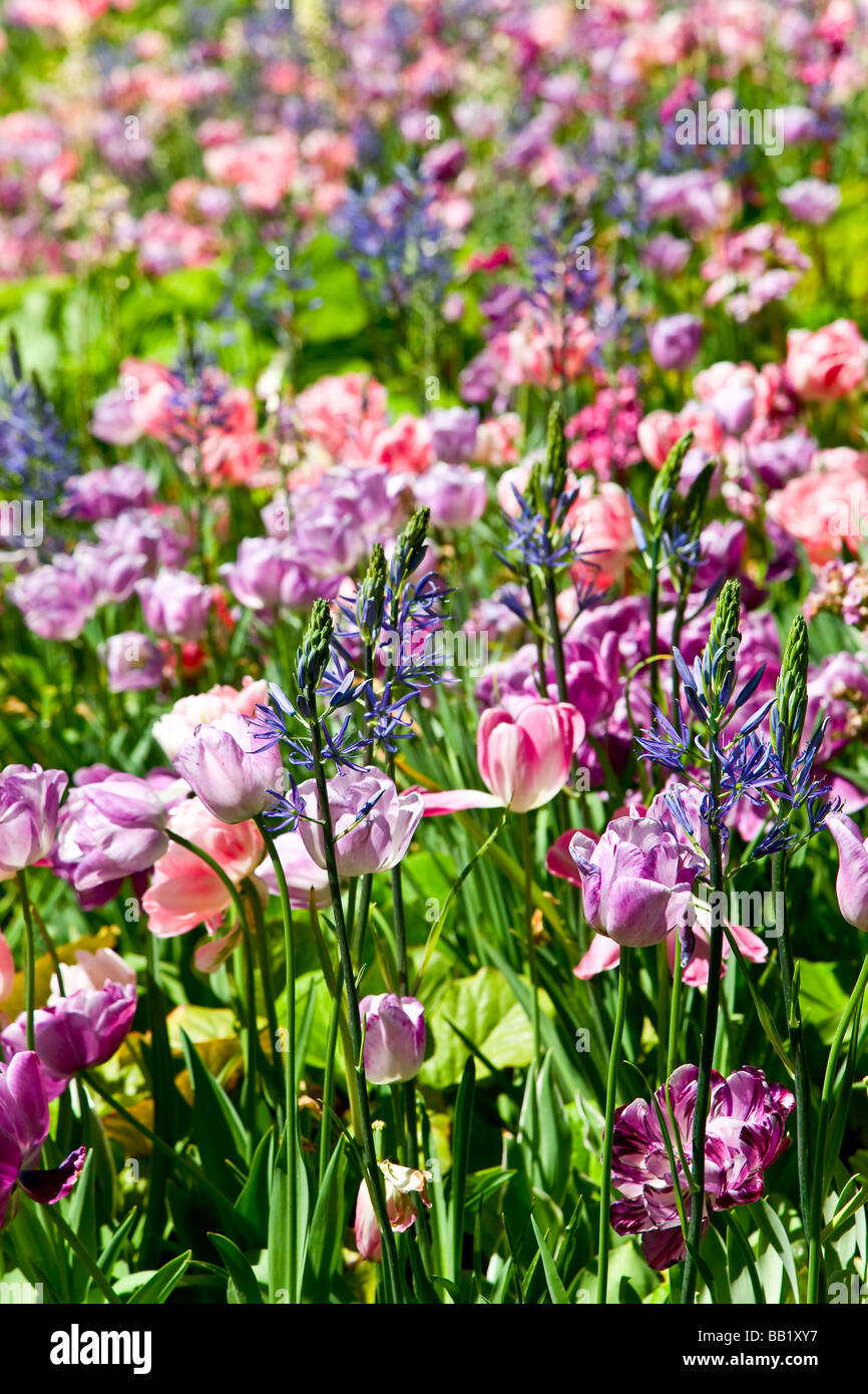 Colourful flower meadow Stock Photo - Alamy