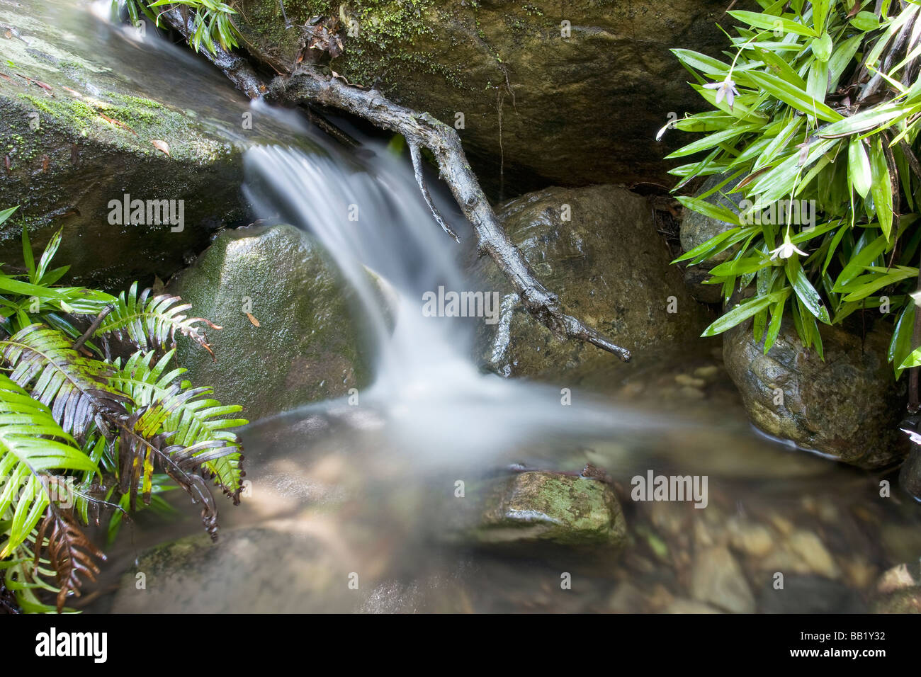 Water stream on the way to Nandi falls at Monks Cowl, Drakensberg ...