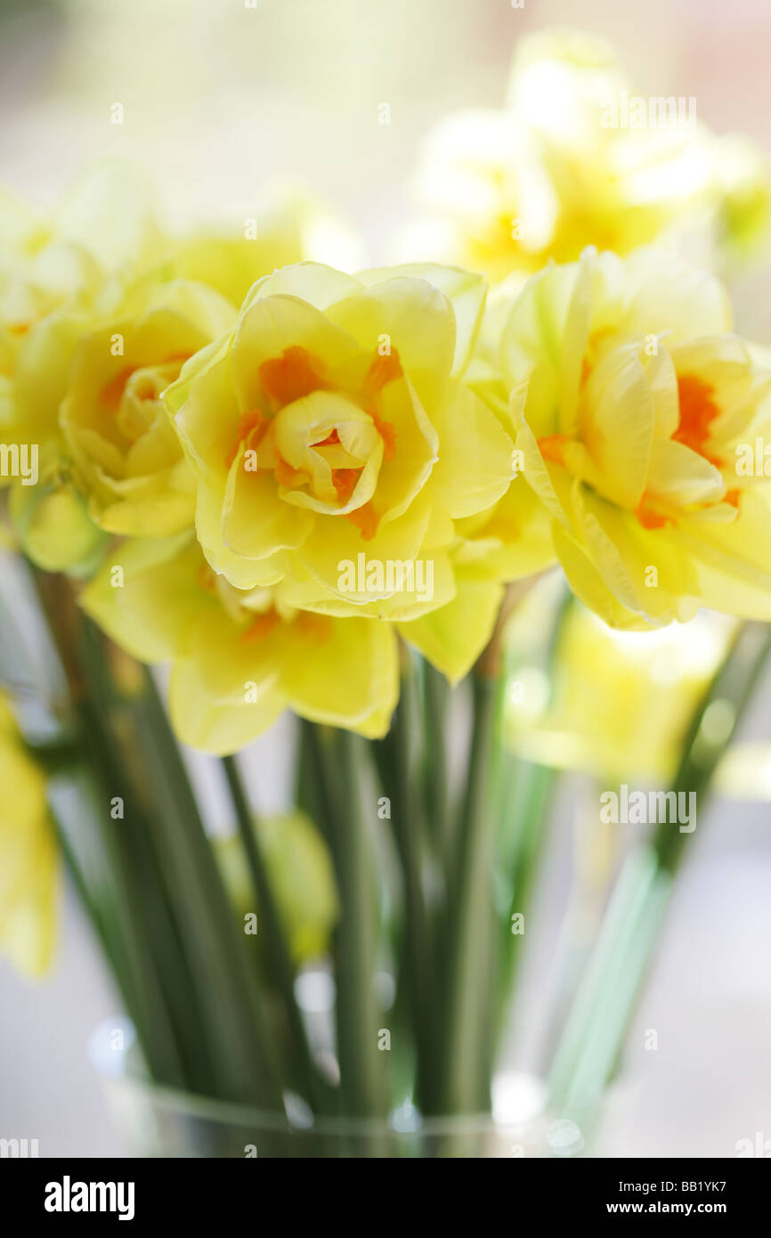 Dafodil Dafodils Daffodill High Resolution Stock Photography and Images ...