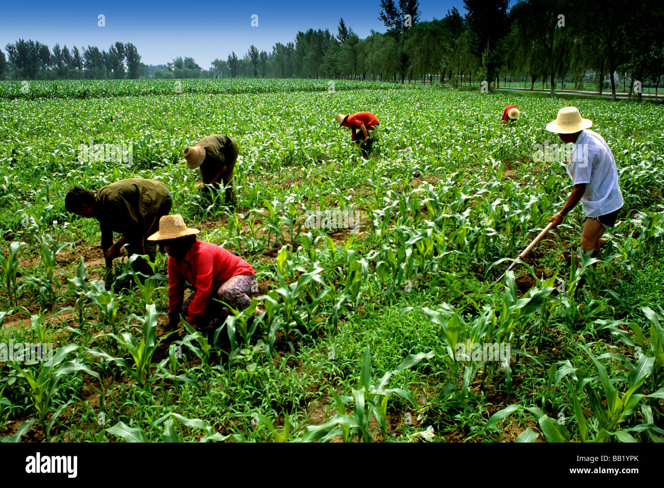 Farmers tending their crops in the field of near Beijing China Stock ...