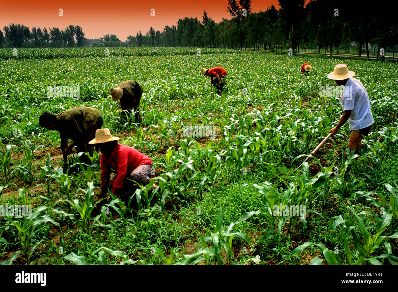 Farmers tending the crops hi-res stock photography and images - Alamy