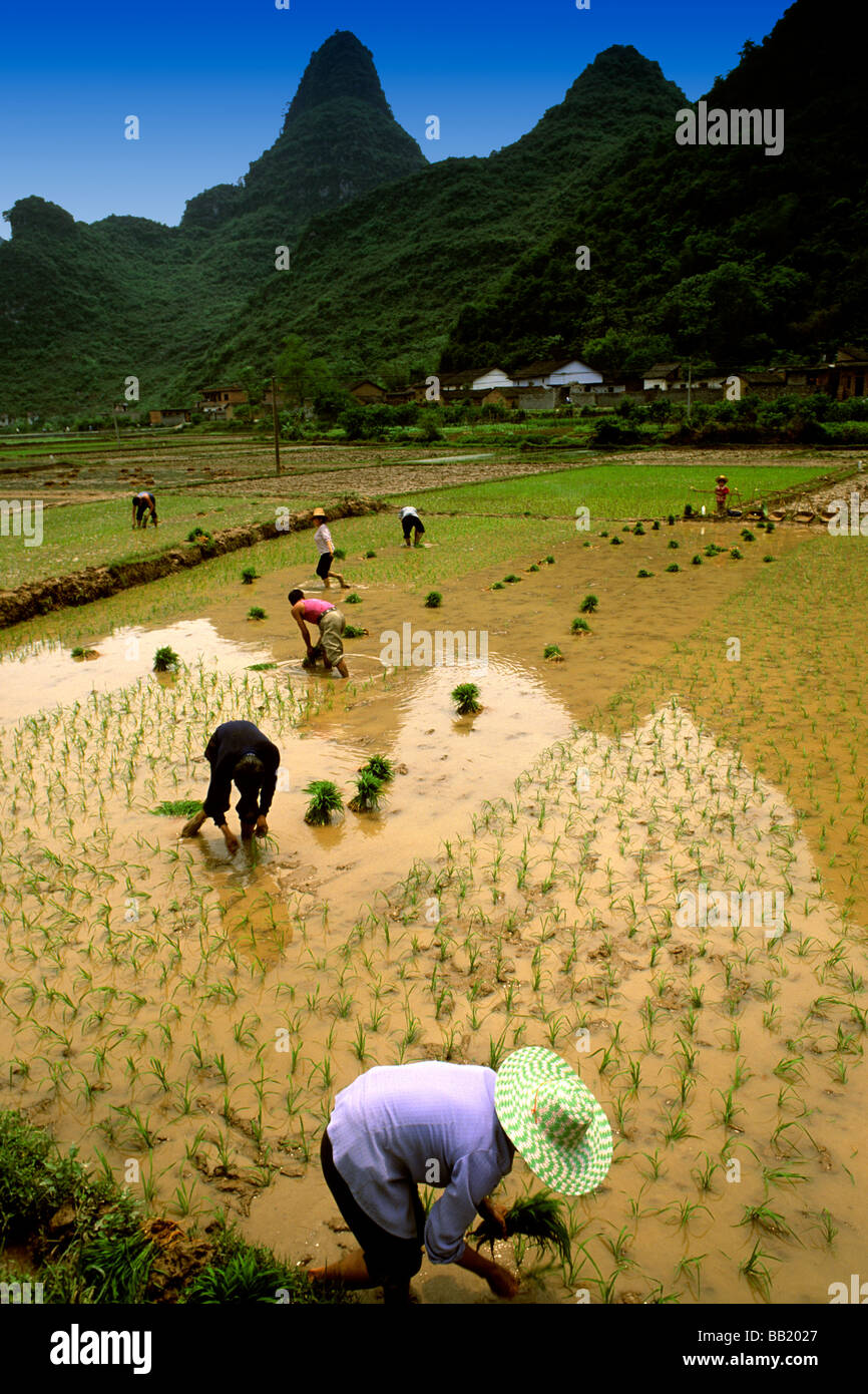 Colorful scenic rice farmers in Yangshou China Stock Photo - Alamy