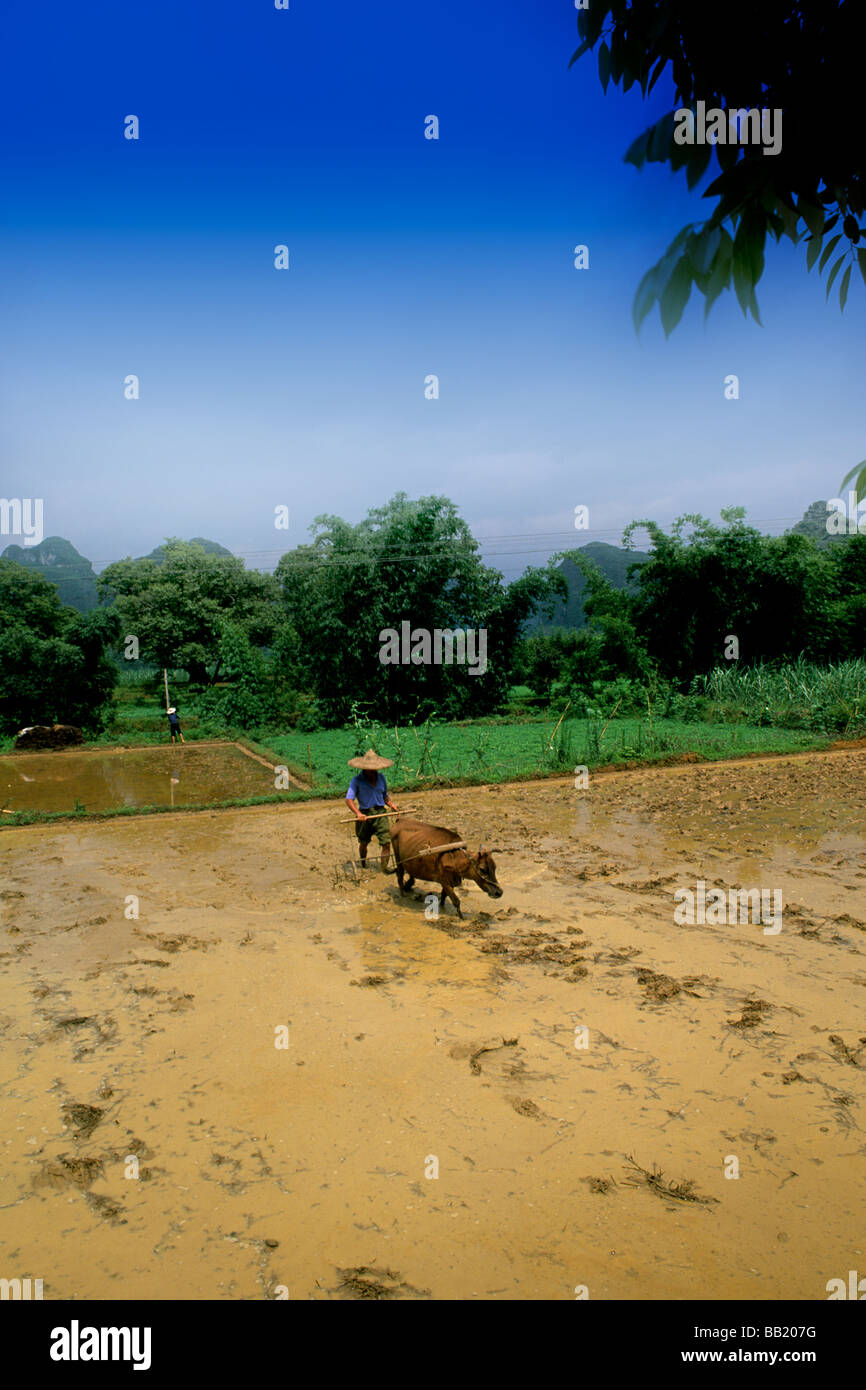 Farmer with oxen in rice fields of Guilin China Stock Photo - Alamy