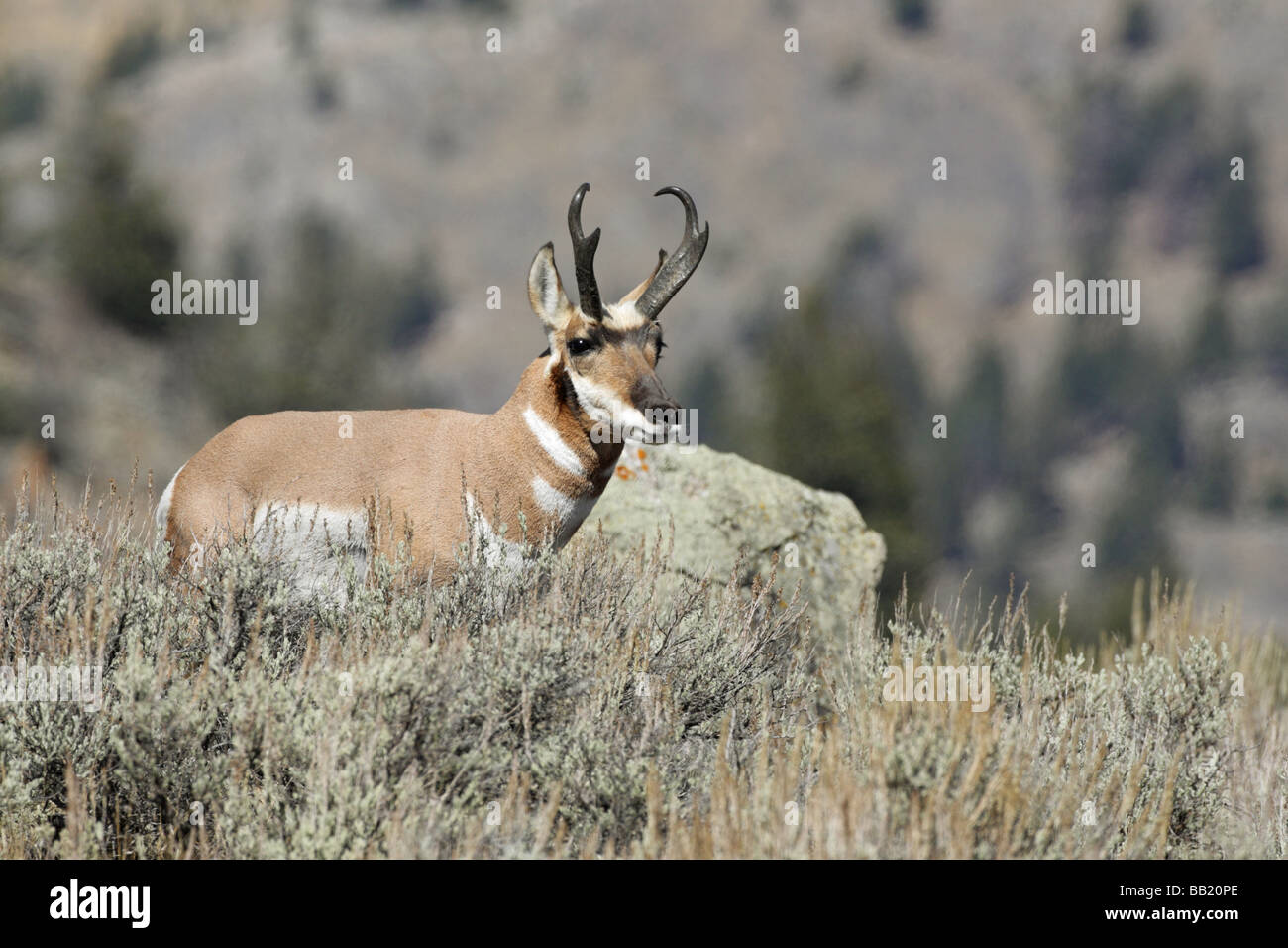 Pronghorn Antelope Antilocapra americana male standing in the sage ...