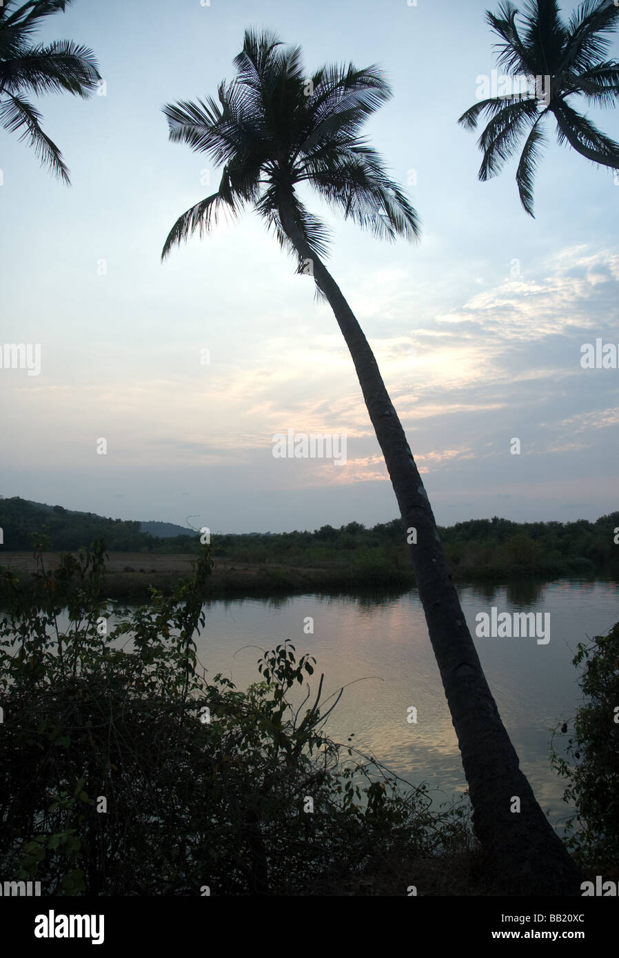 Cocnut trees hi-res stock photography and images - Alamy