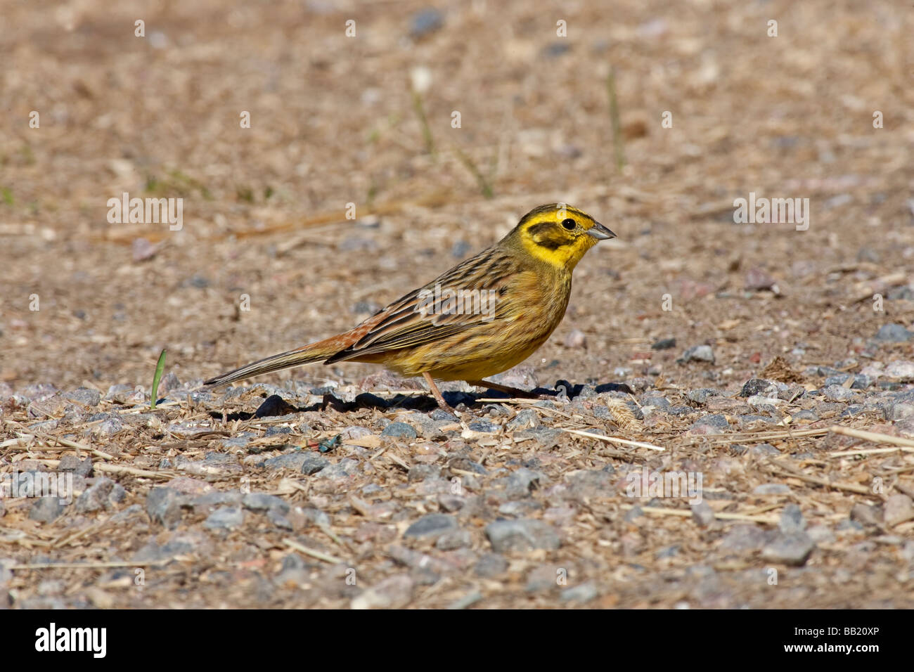 Yellowhammer in spring hi-res stock photography and images - Alamy