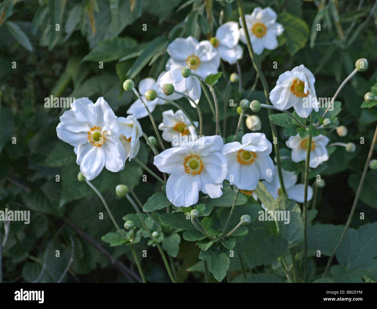 Anemone x hybrida 'Honorine Jobert' Stock Photo - Alamy