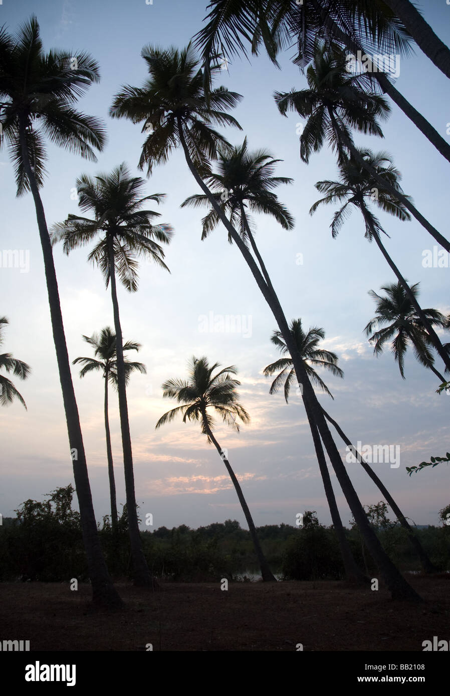 Goa coconut tree hi-res stock photography and images - Alamy