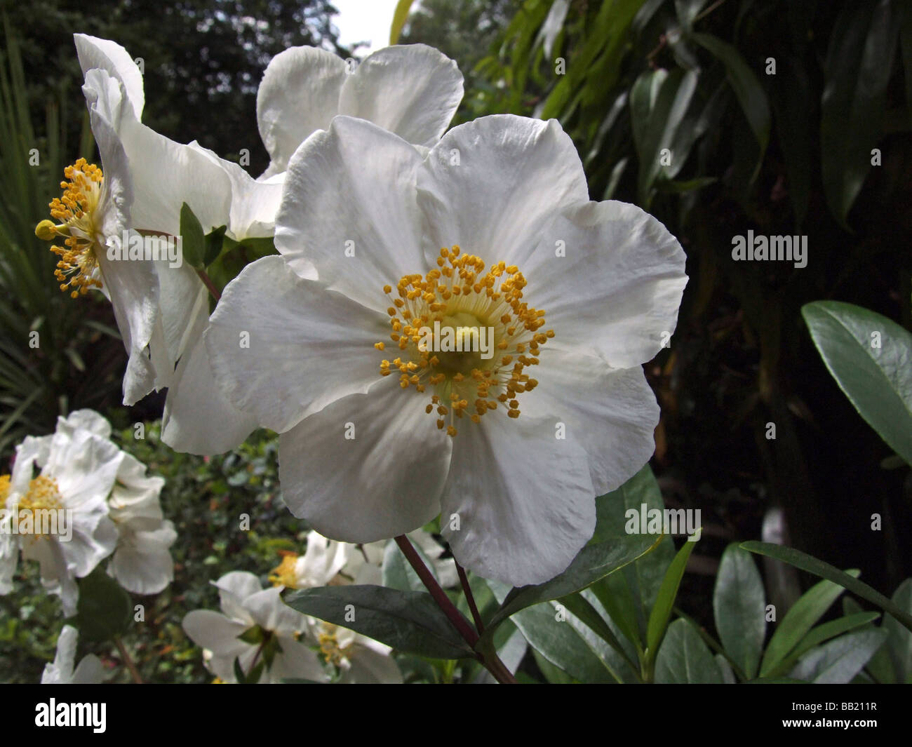 Carpentaria californica (Tree anemone) in a British garden setting ...