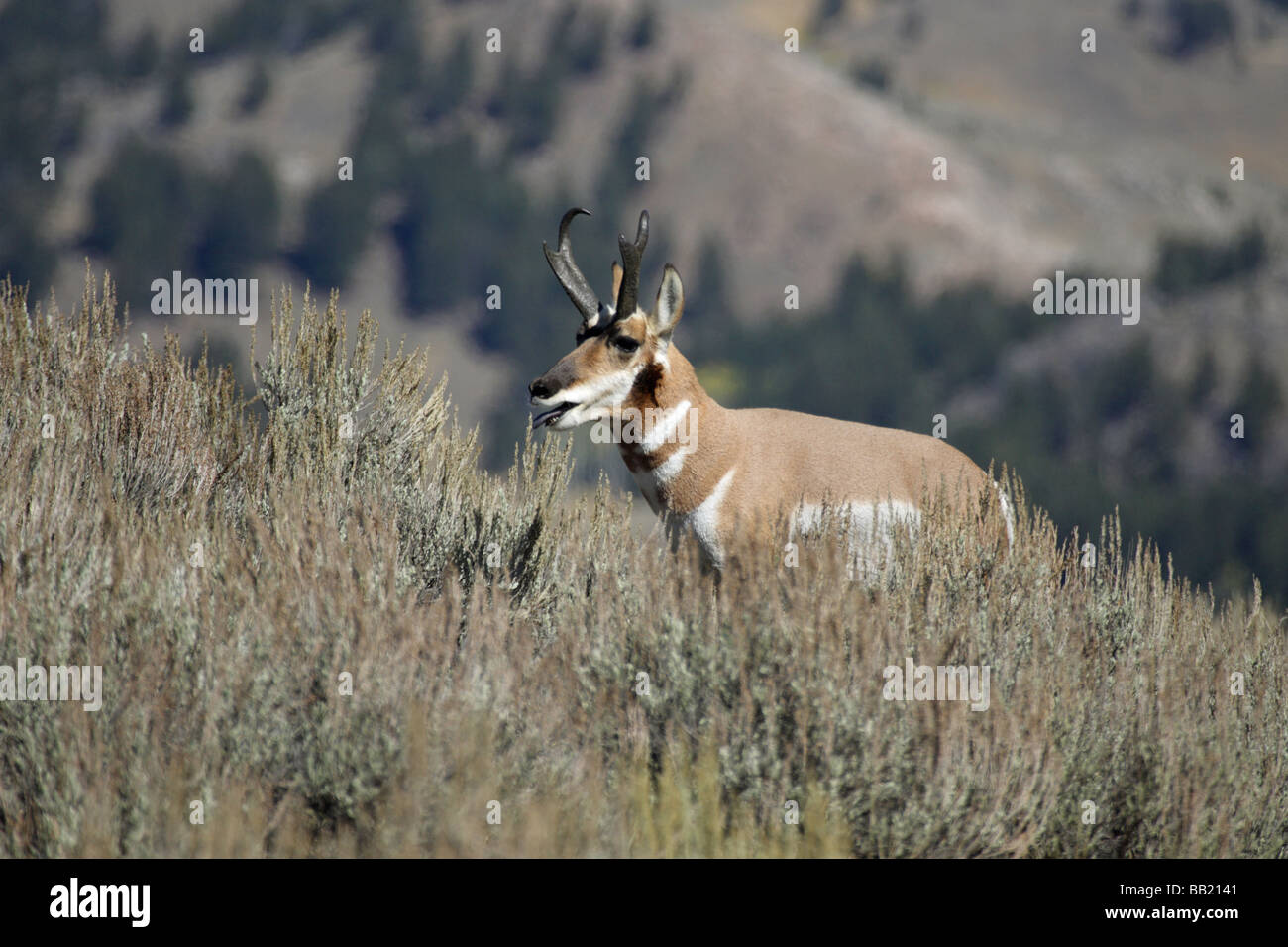 Mating antelope hi-res stock photography and images - Alamy