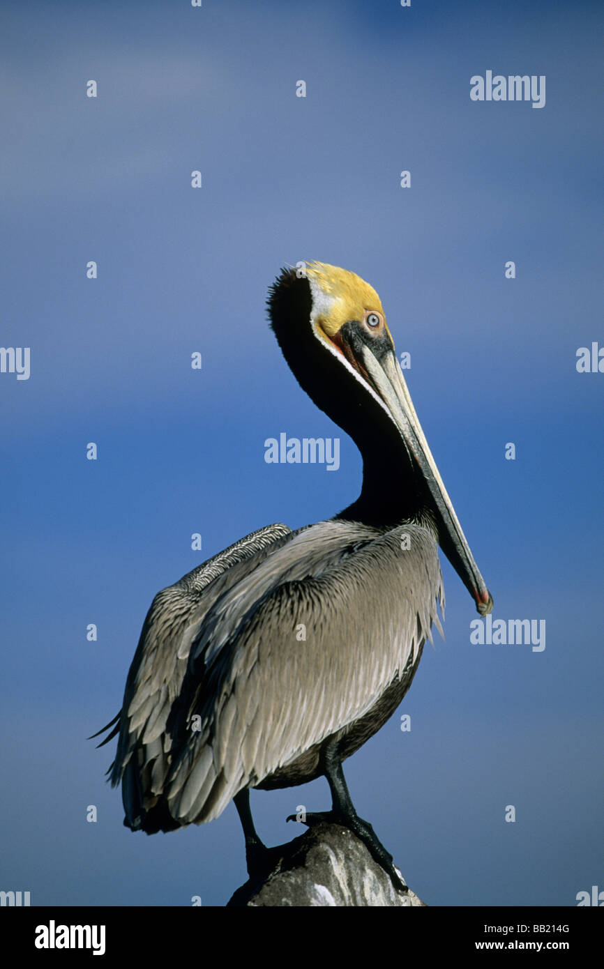 Brown Pelican (Pelecanus occidentalis), adult perched on post, breeding ...
