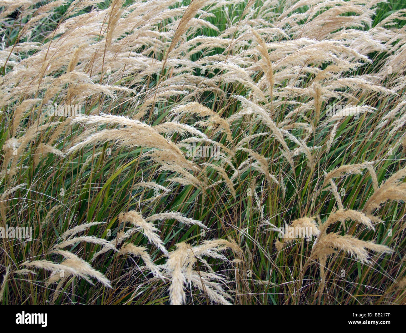 Stipa calamagrostis grass hi-res stock photography and images - Alamy