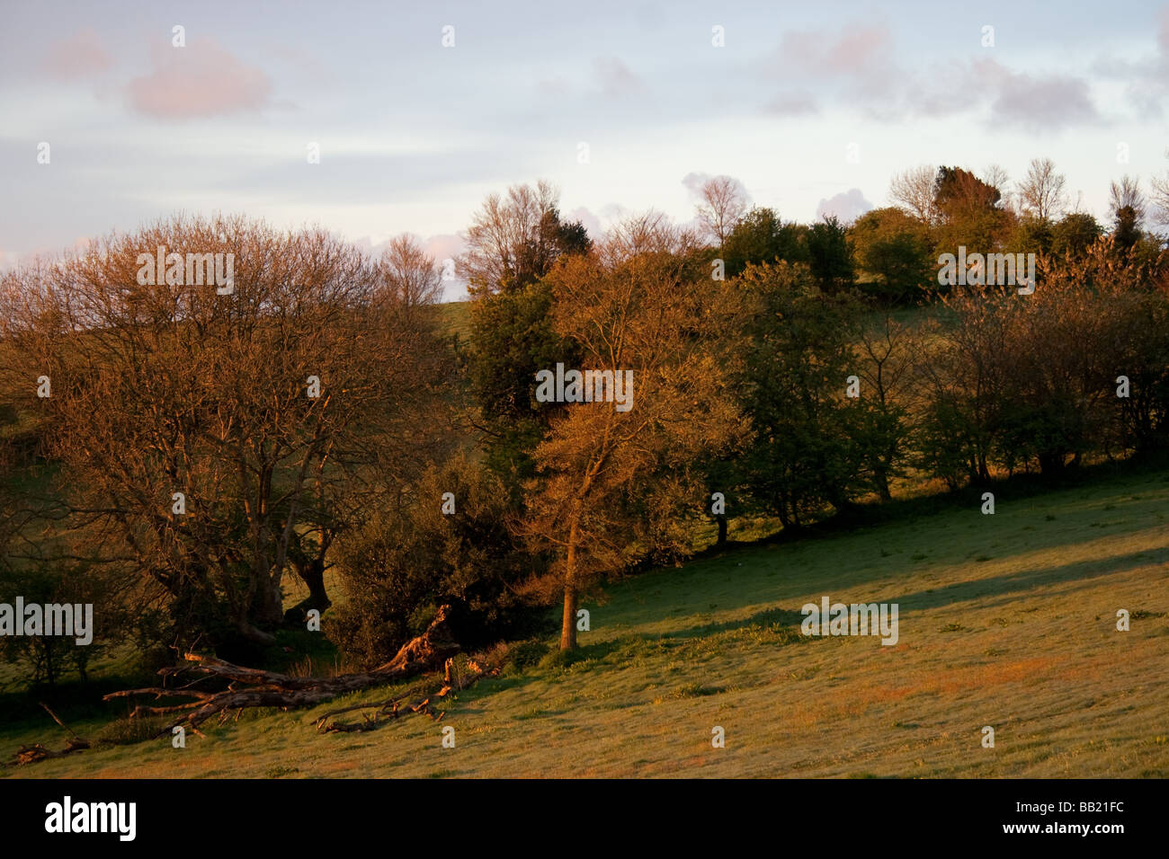 Early morning sun casting shadows from the trees Stock Photo - Alamy