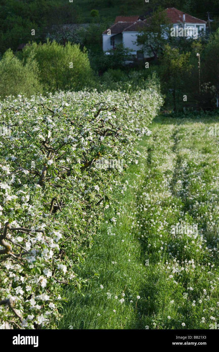 MACEDONIA, Svinista. Fruit Trees / Springtime Stock Photo - Alamy