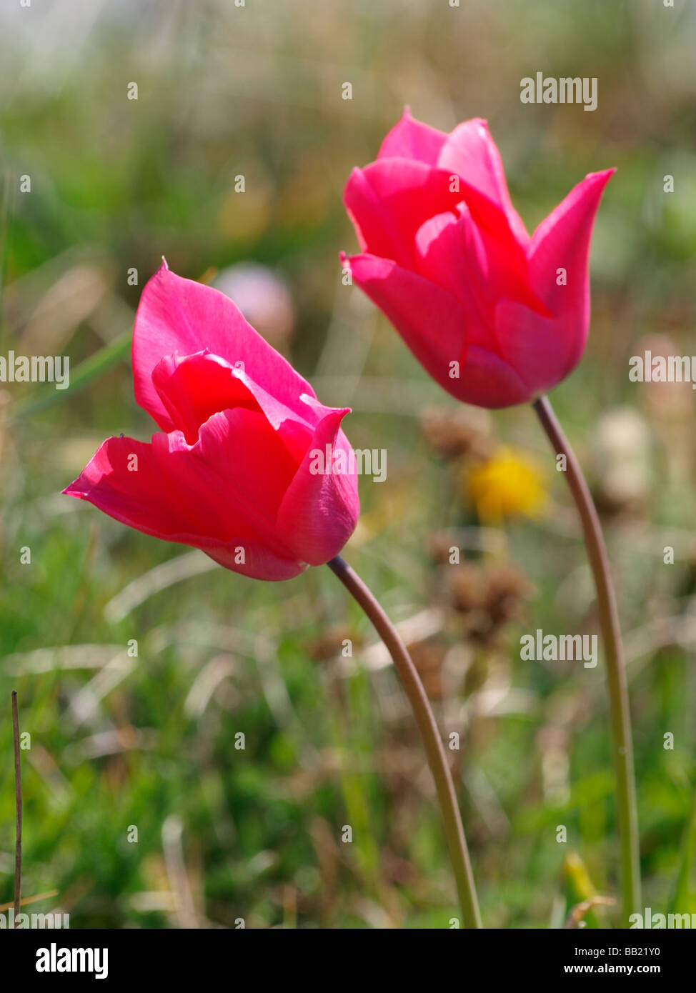 Two blooms tulips hi-res stock photography and images - Alamy