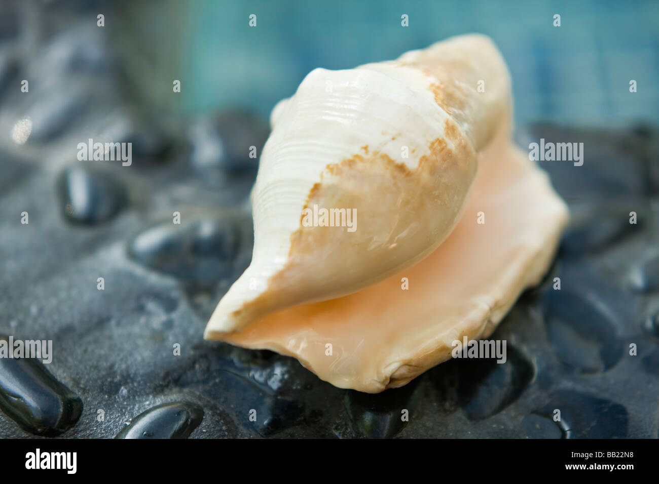 Close up single shell hi-res stock photography and images - Alamy