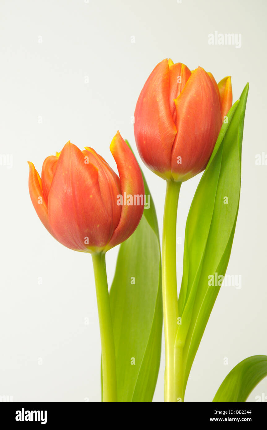 Tulipa tulipa sp hi-res stock photography and images - Alamy