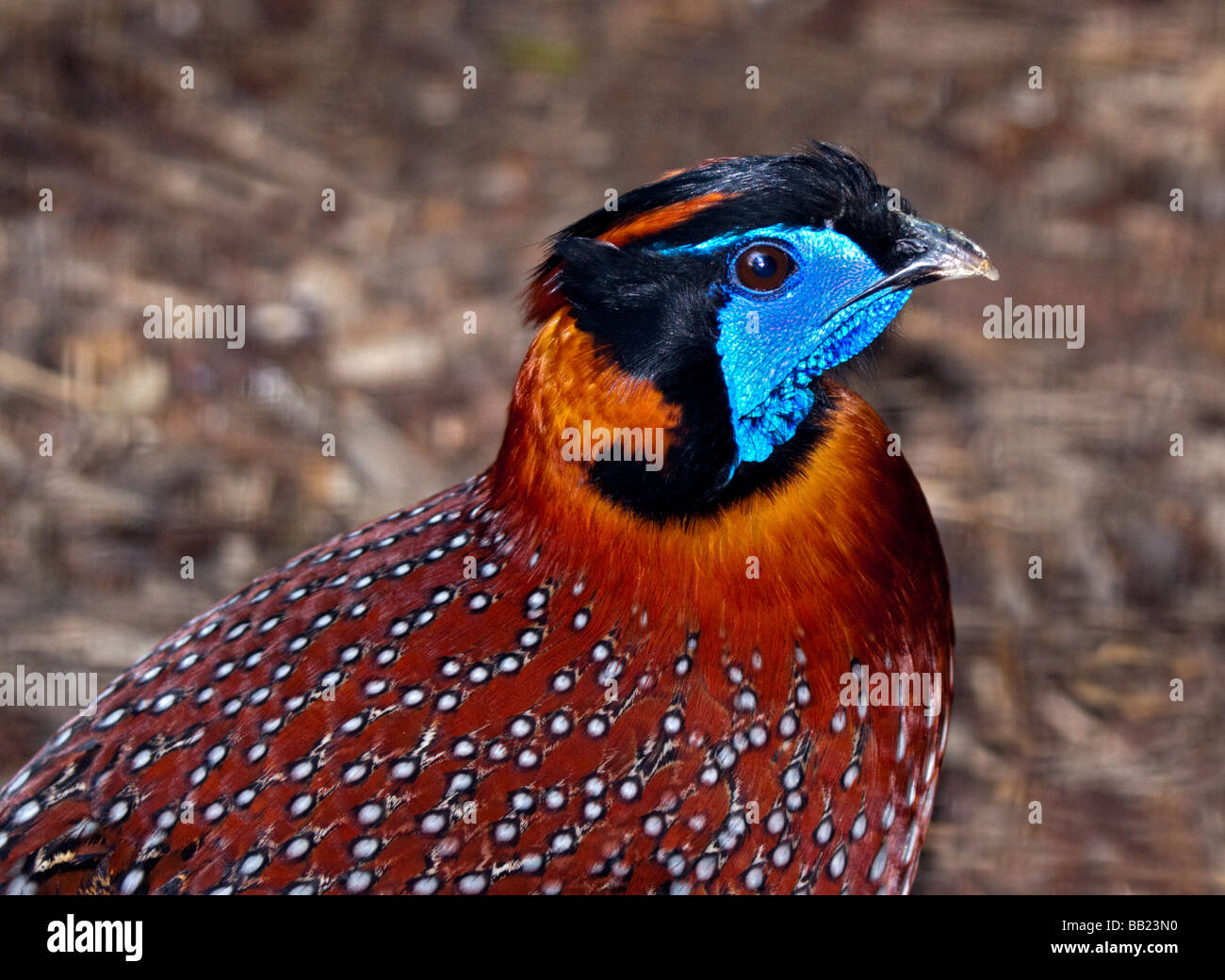 Male Temminck's Tragopan (tragopan temminckii Stock Photo - Alamy