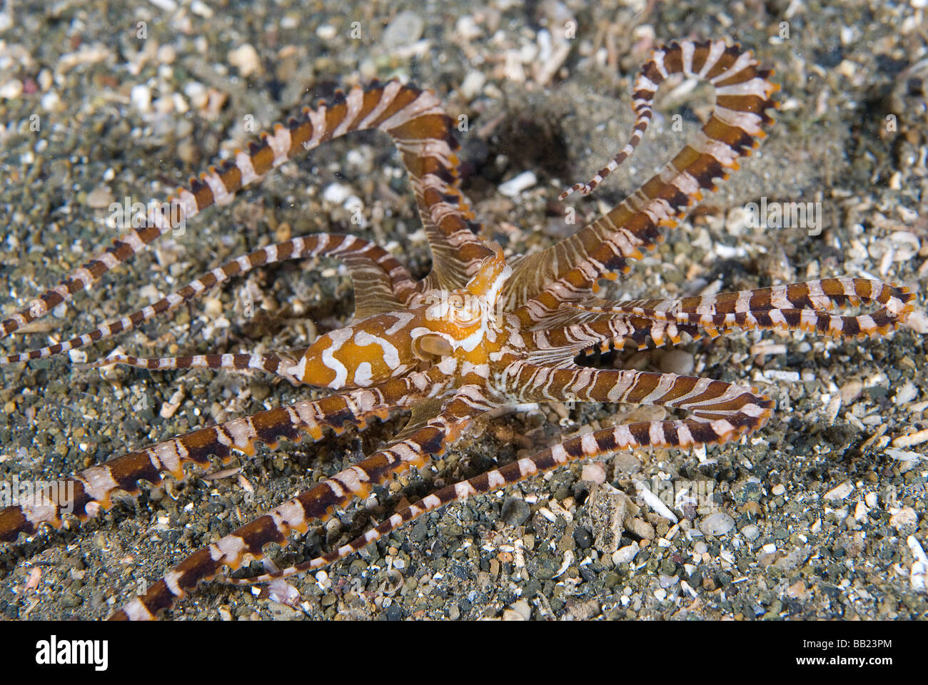 Papua New Guinea, New Britain Island. A long-armed wonderpus octopus ...