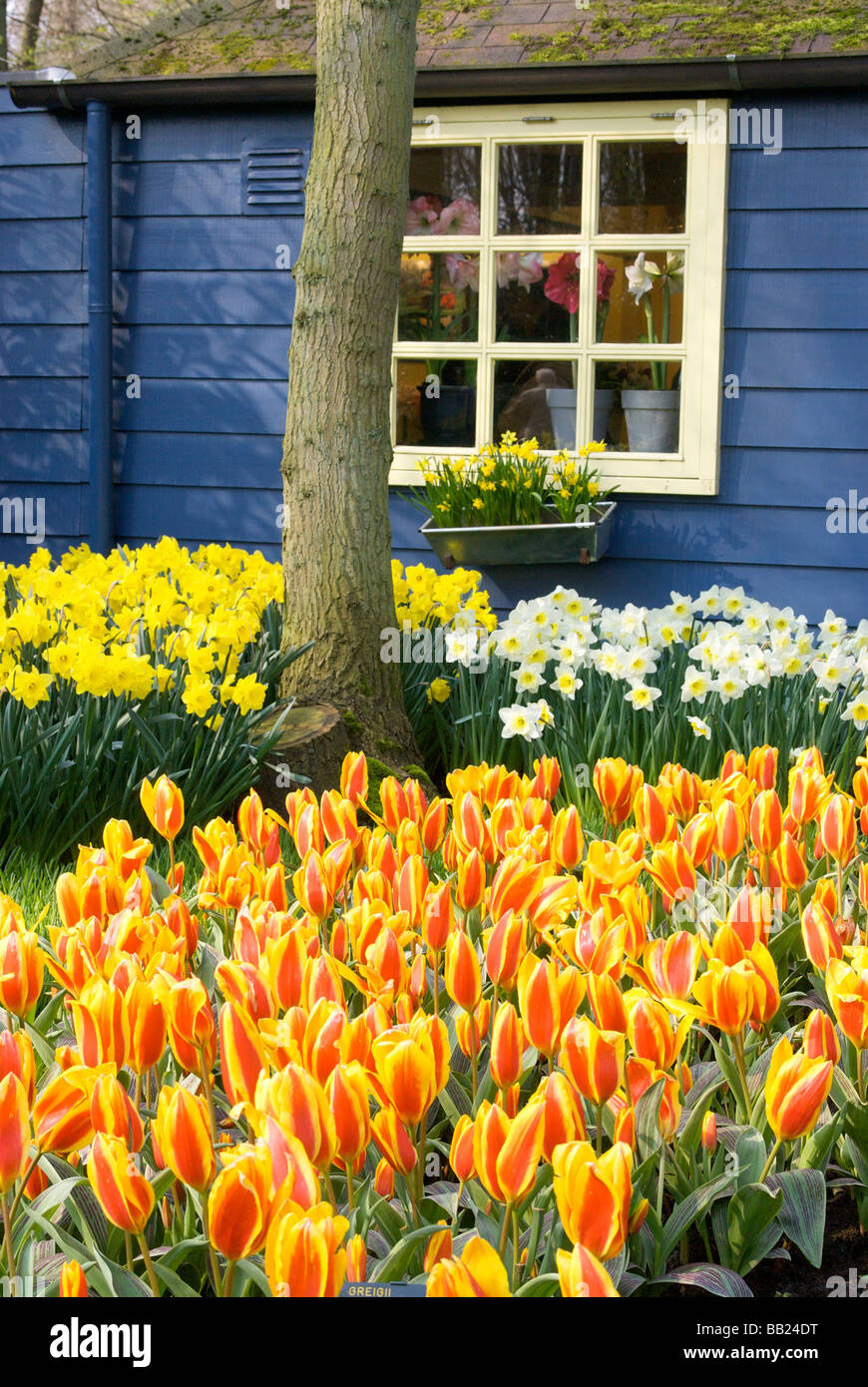 Europe, Netherlands, Holland, Lisse, Keukenhof Gardens Stock Photo - Alamy