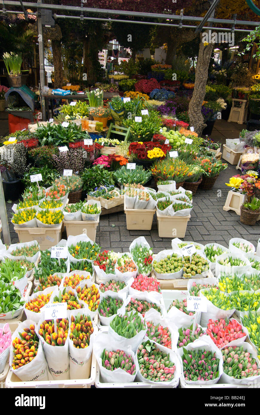 Europe, Netherlands, North Holland, Amsterdam, Tulips at the floating ...