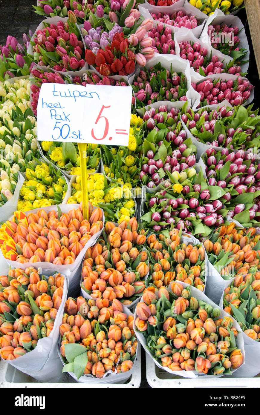 Europe, Netherlands, North Holland, Amsterdam, Tulips at the floating ...