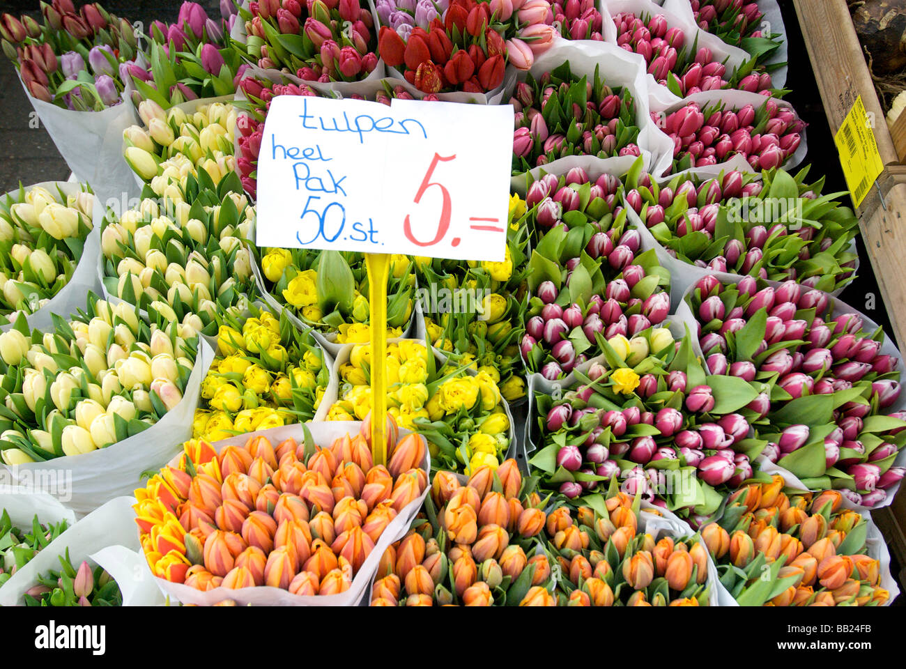 Europe, Netherlands, North Holland, Amsterdam, Tulips at the floating ...
