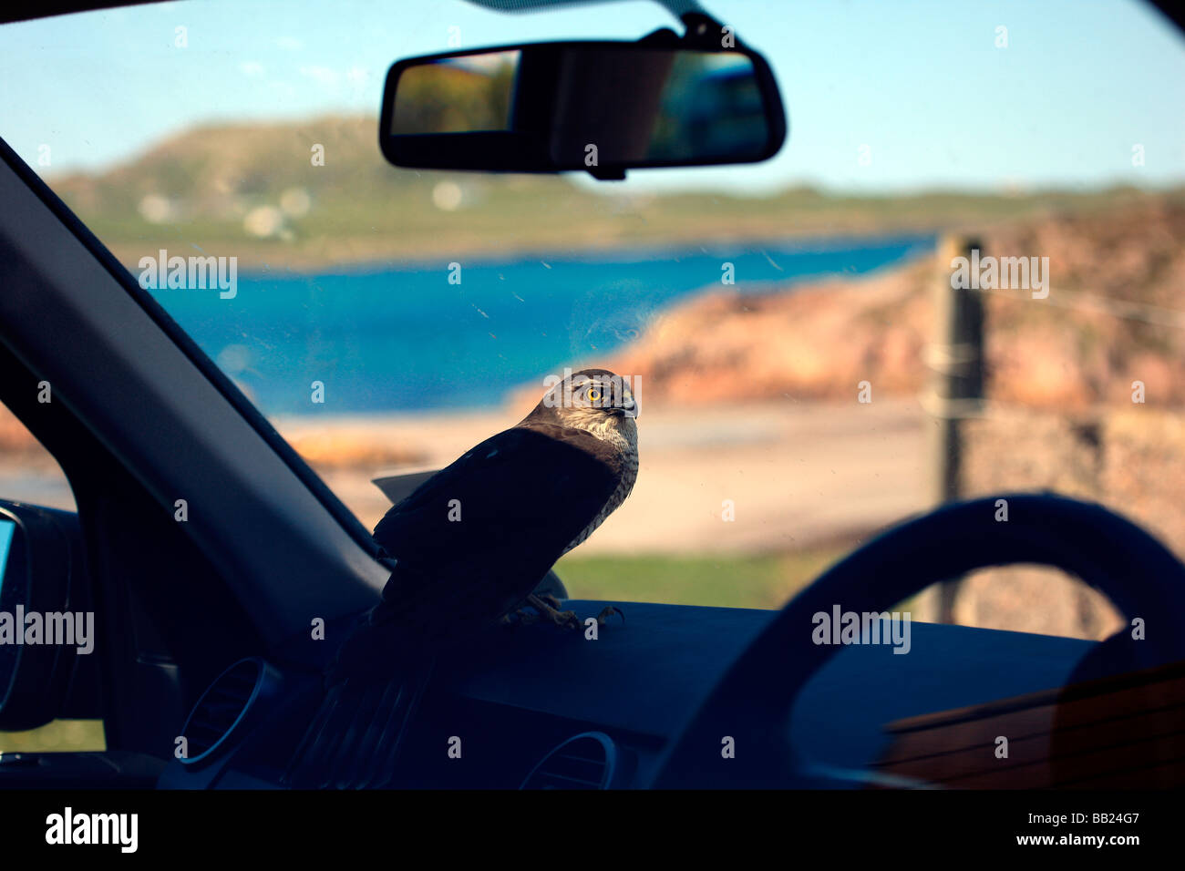 Sparrowhawk sitting on the dashboard inside a car Stock Photo - Alamy