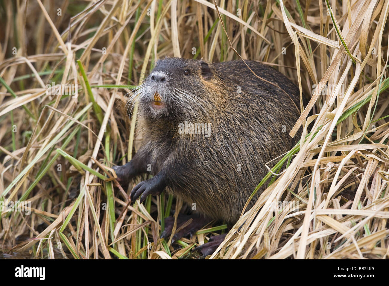 Alert nutria hi-res stock photography and images - Alamy