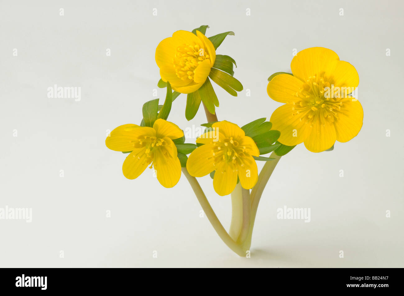 Winter Aconite (Eranthis hyemalis, Eranthis hiemalis), flowers, studio ...