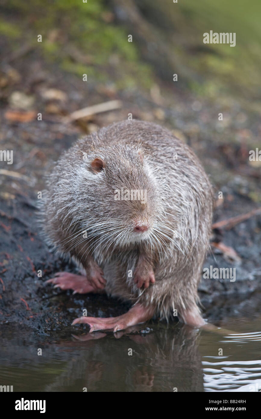 Nutria vertical hi-res stock photography and images - Alamy