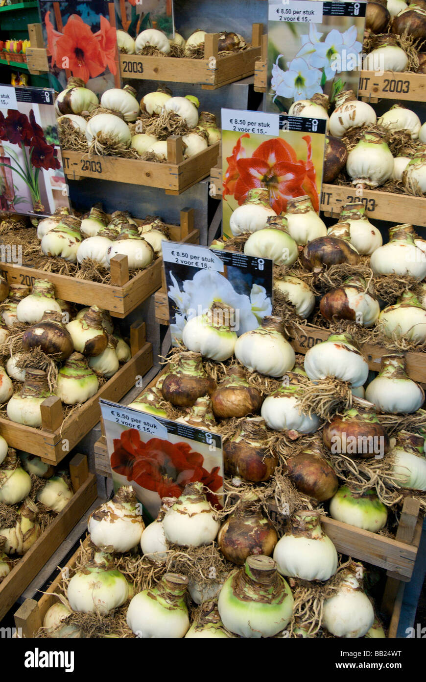 Europe, Netherlands, North Holland, Amsterdam, Tulips at the floating ...