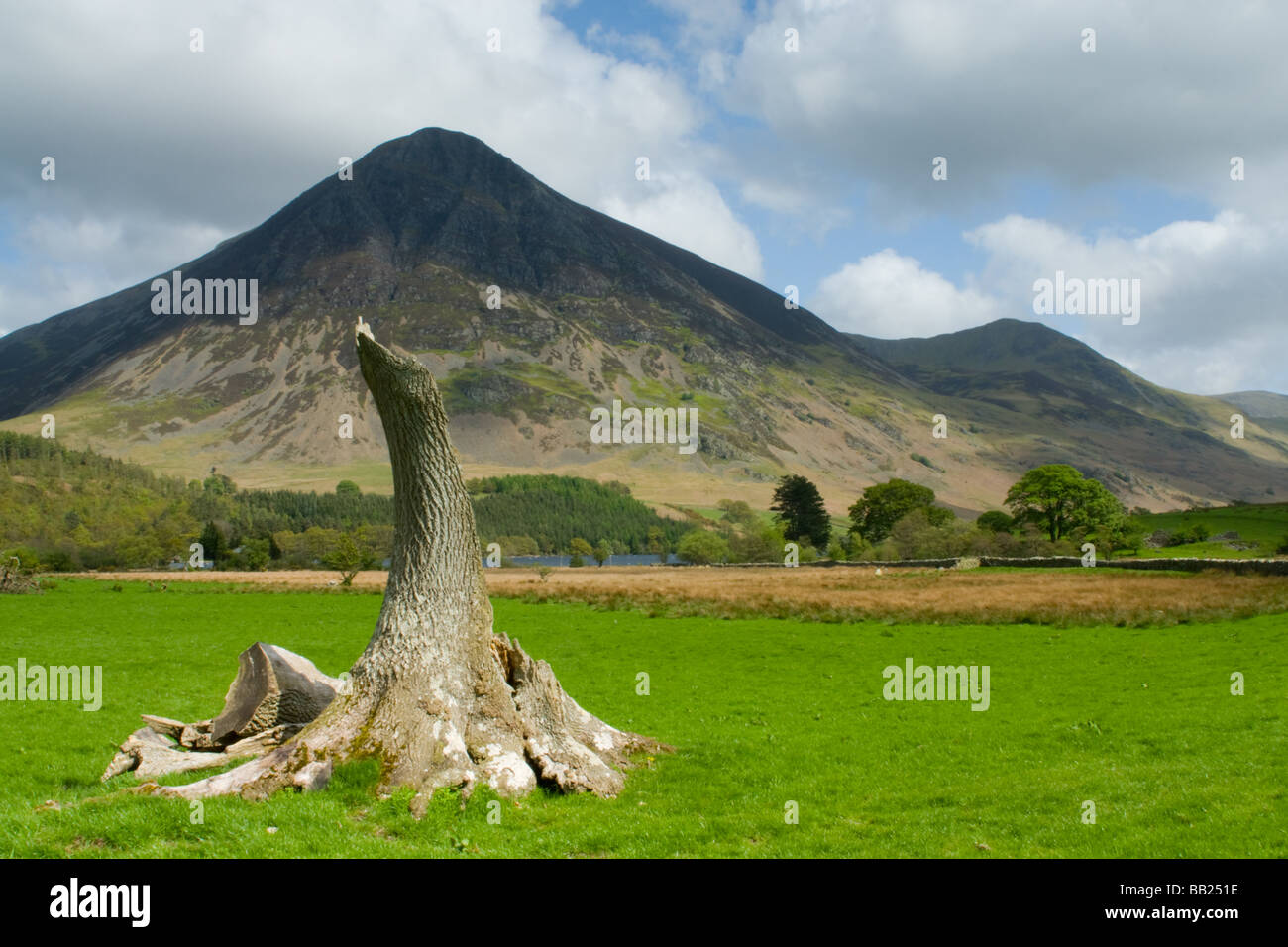 Grasmoor and Dead Tree Stock Photo - Alamy
