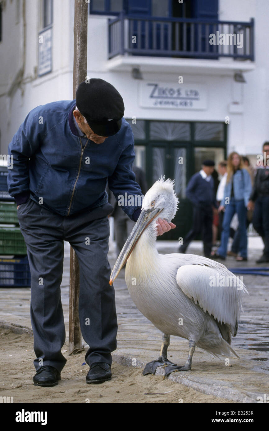 Dalmatian Pelican (Pelecanus crispus). The island mascot Petros being ...