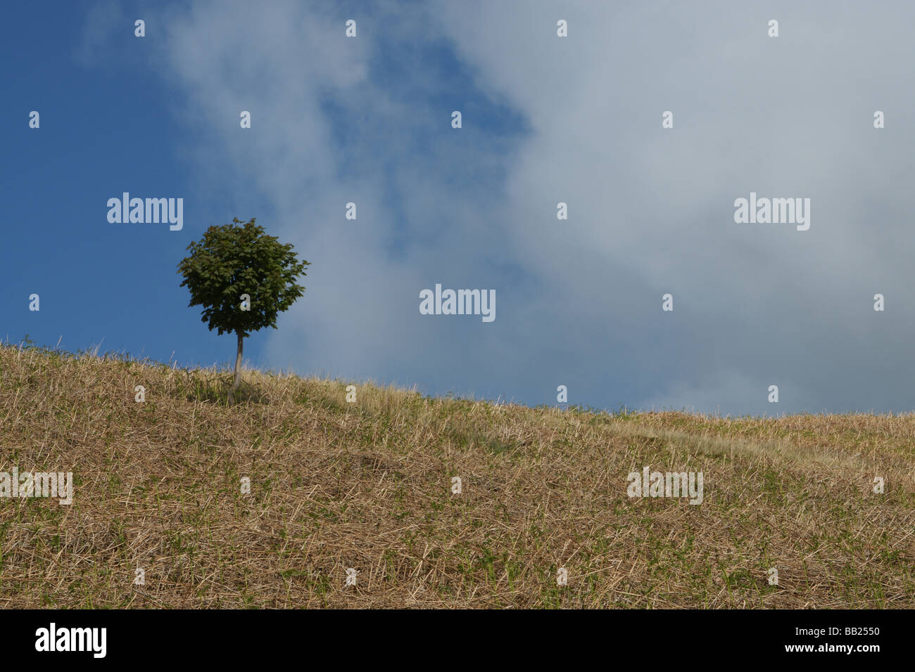 Lone tree lakes hi-res stock photography and images - Alamy