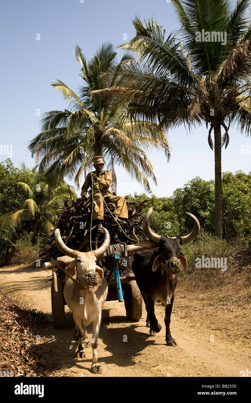 Bullocks pulling cart hi-res stock photography and images - Alamy