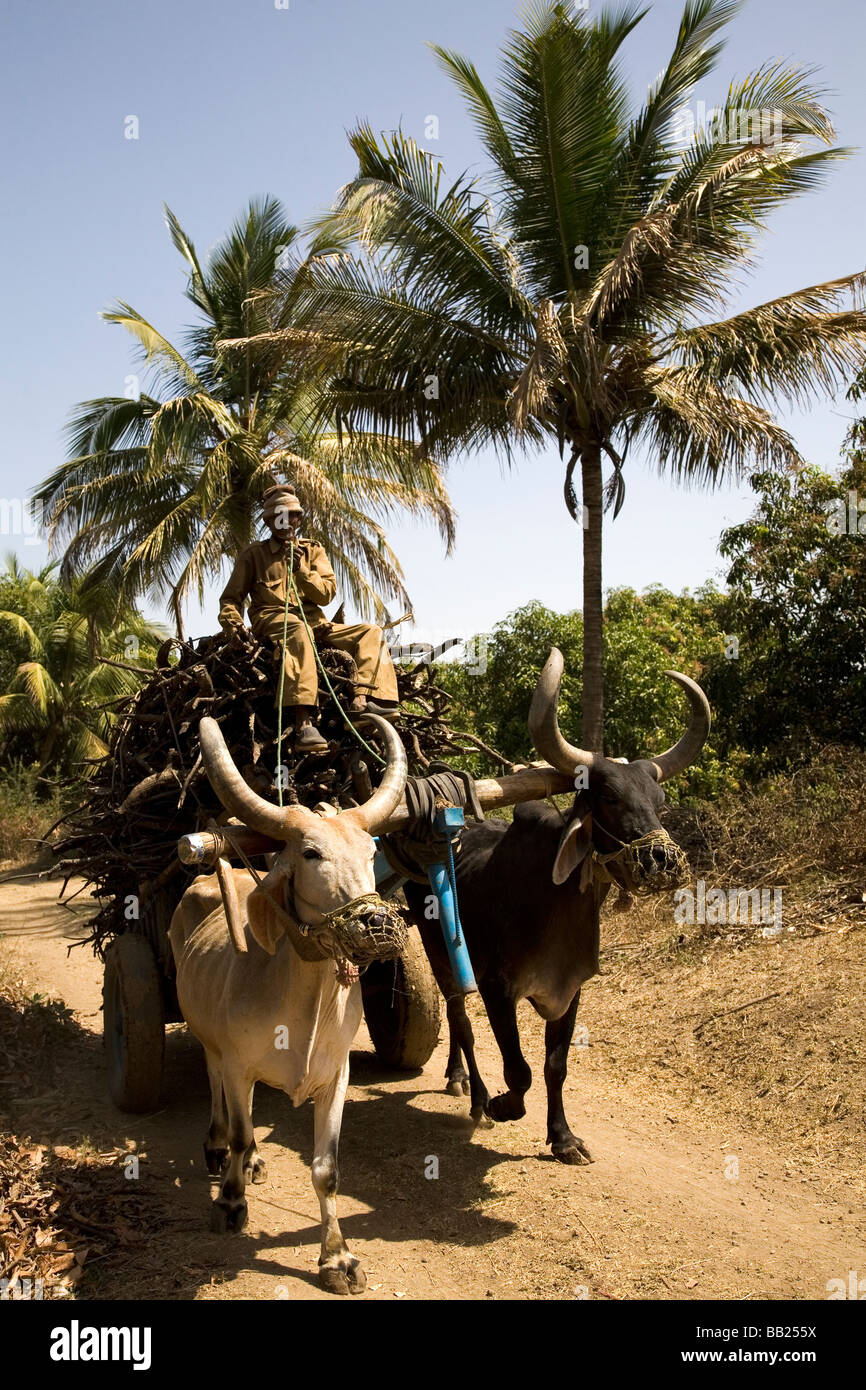 Bullocks pulling cart hi-res stock photography and images - Alamy