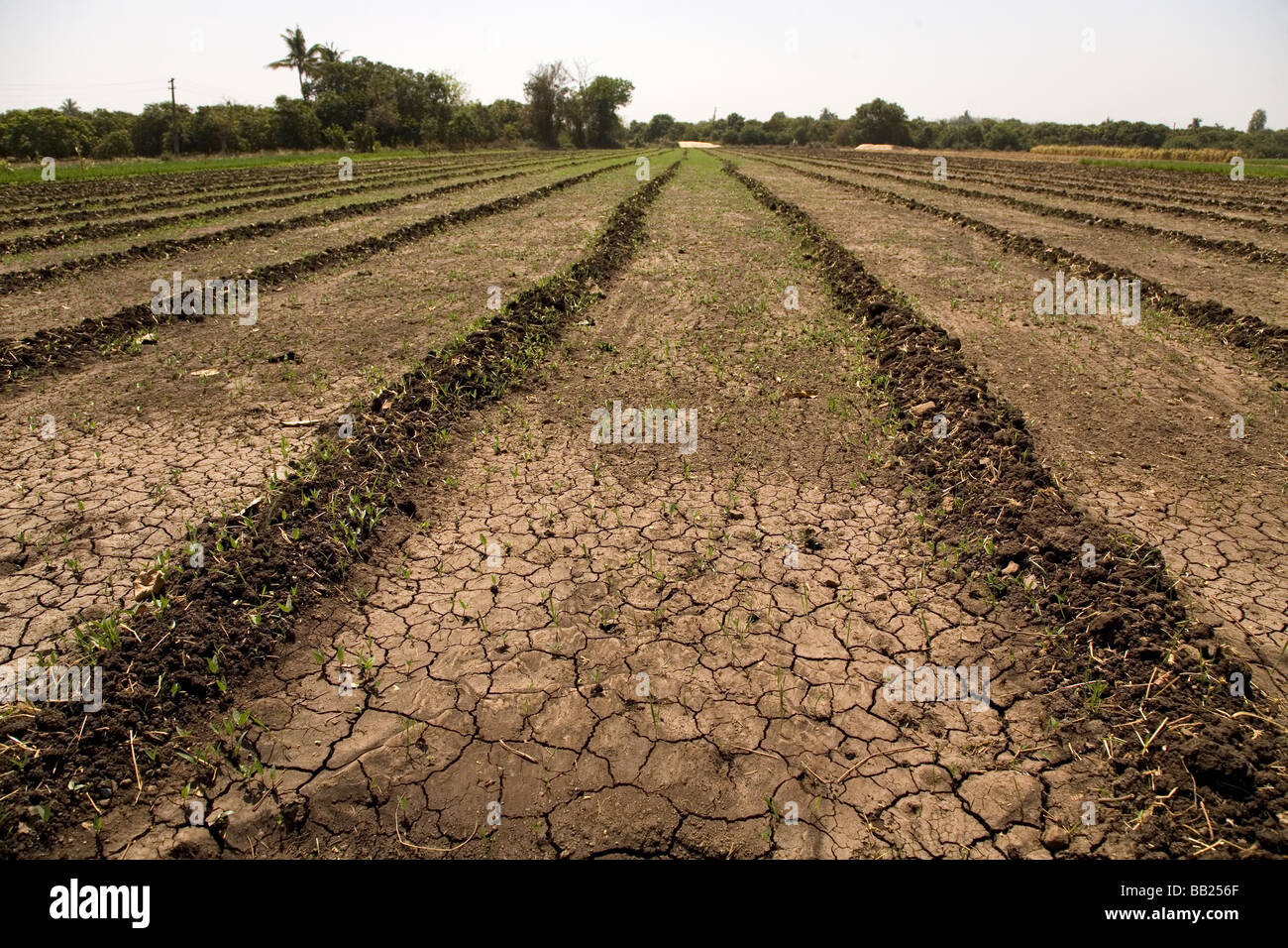 The cracked earth of a farmer's field in Sasan, Gujarat. Many Indian ...