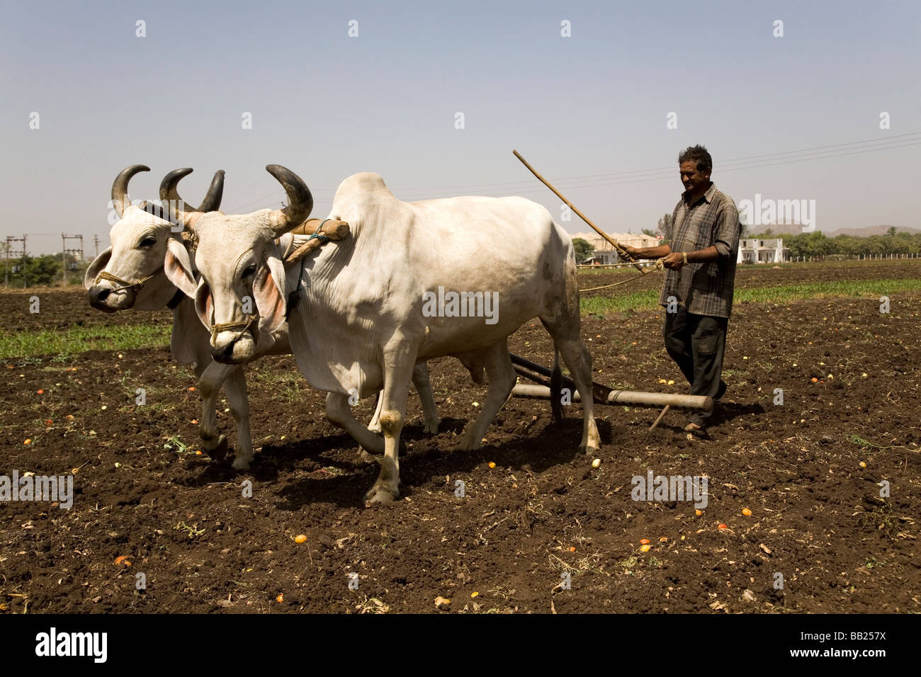 A man drives a team of bullocks to plough the earth at a farm in Stock ...