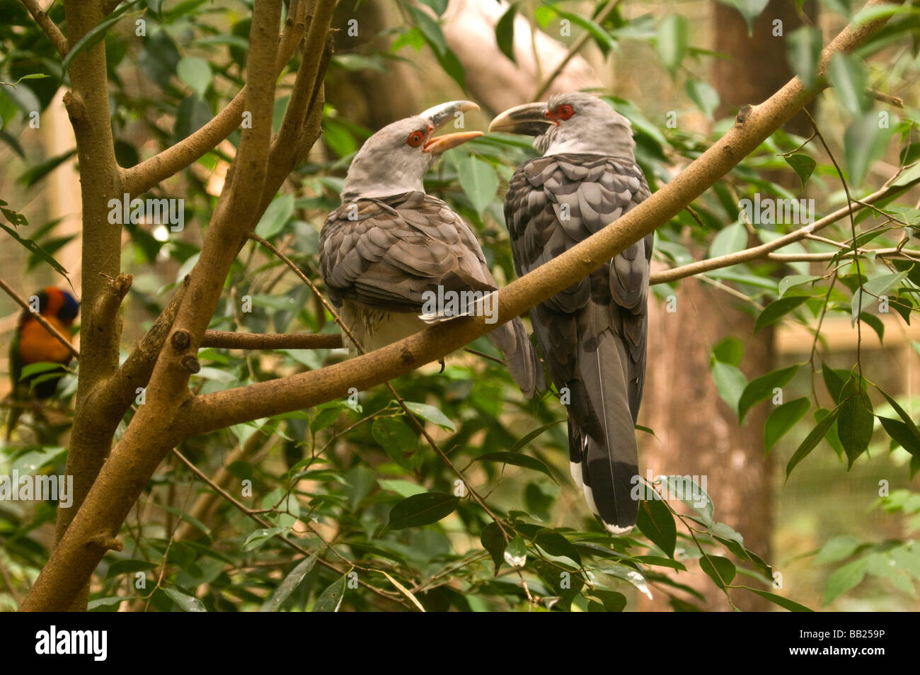 Channel-billed Cuckoos, Territory Wildlife Park, Northern Territory ...