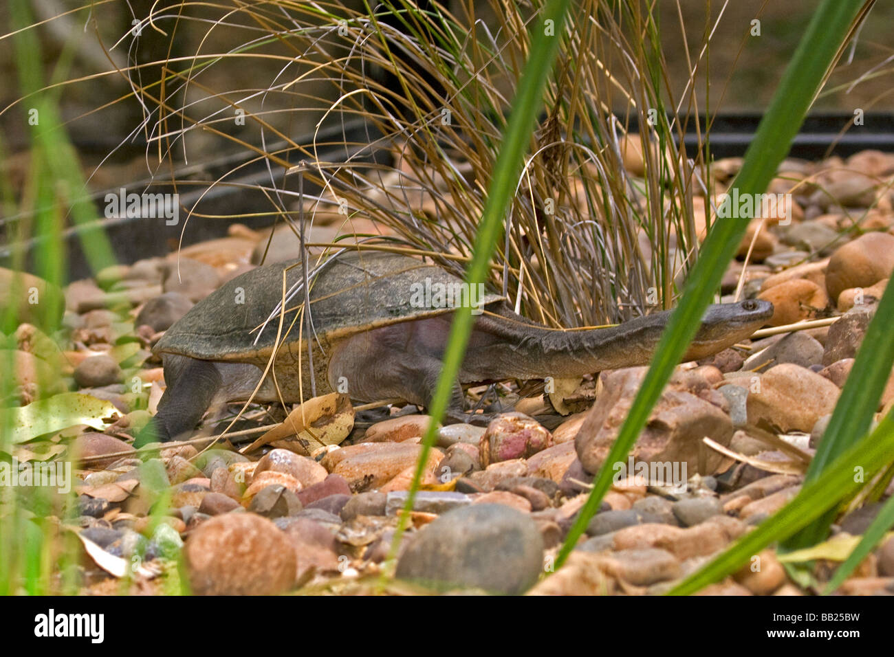 Australian Eastern Long-necked turtle Stock Photo - Alamy