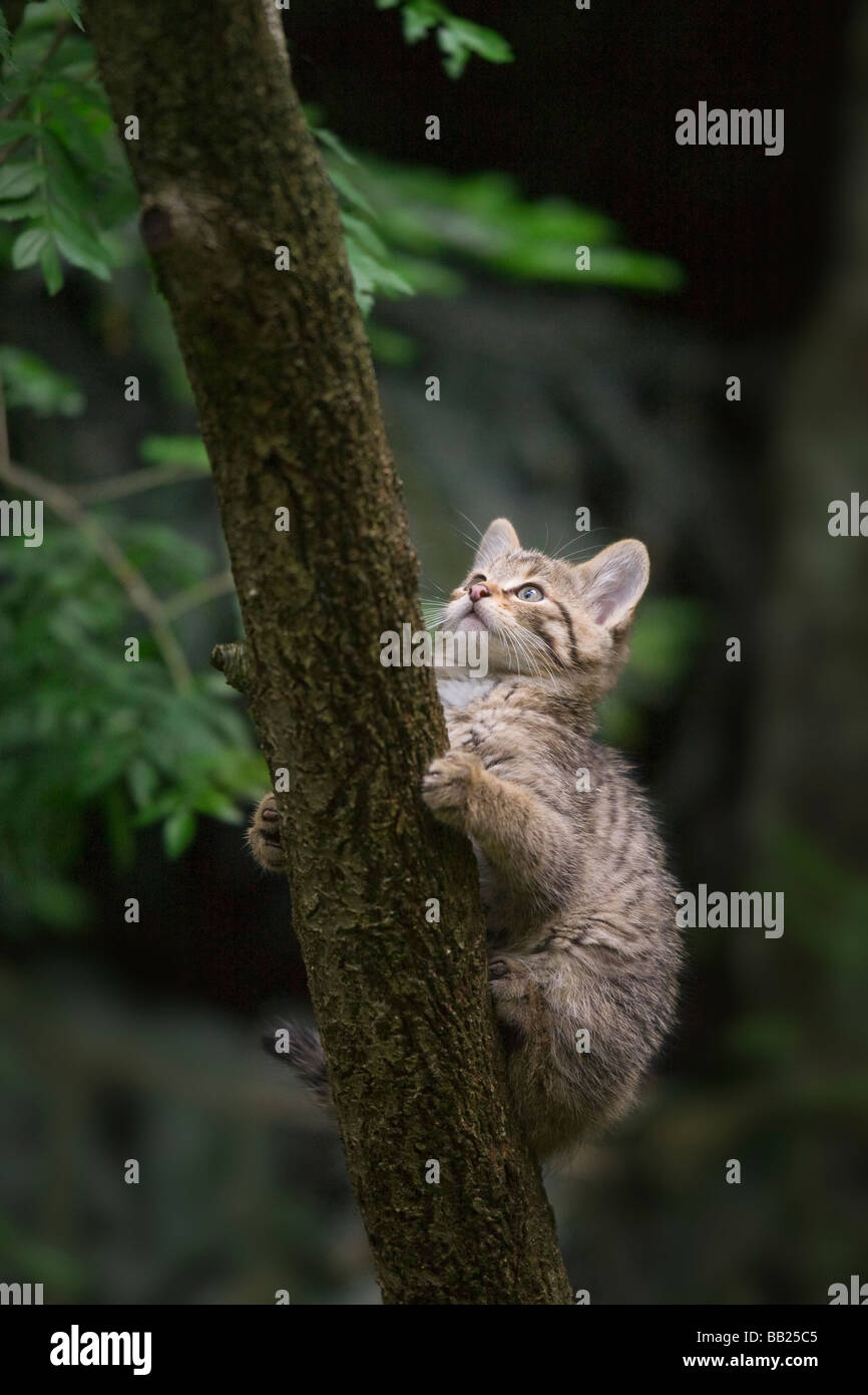 European Wildcat (Felis silvestris). Kitten climbing up a tree trunk ...