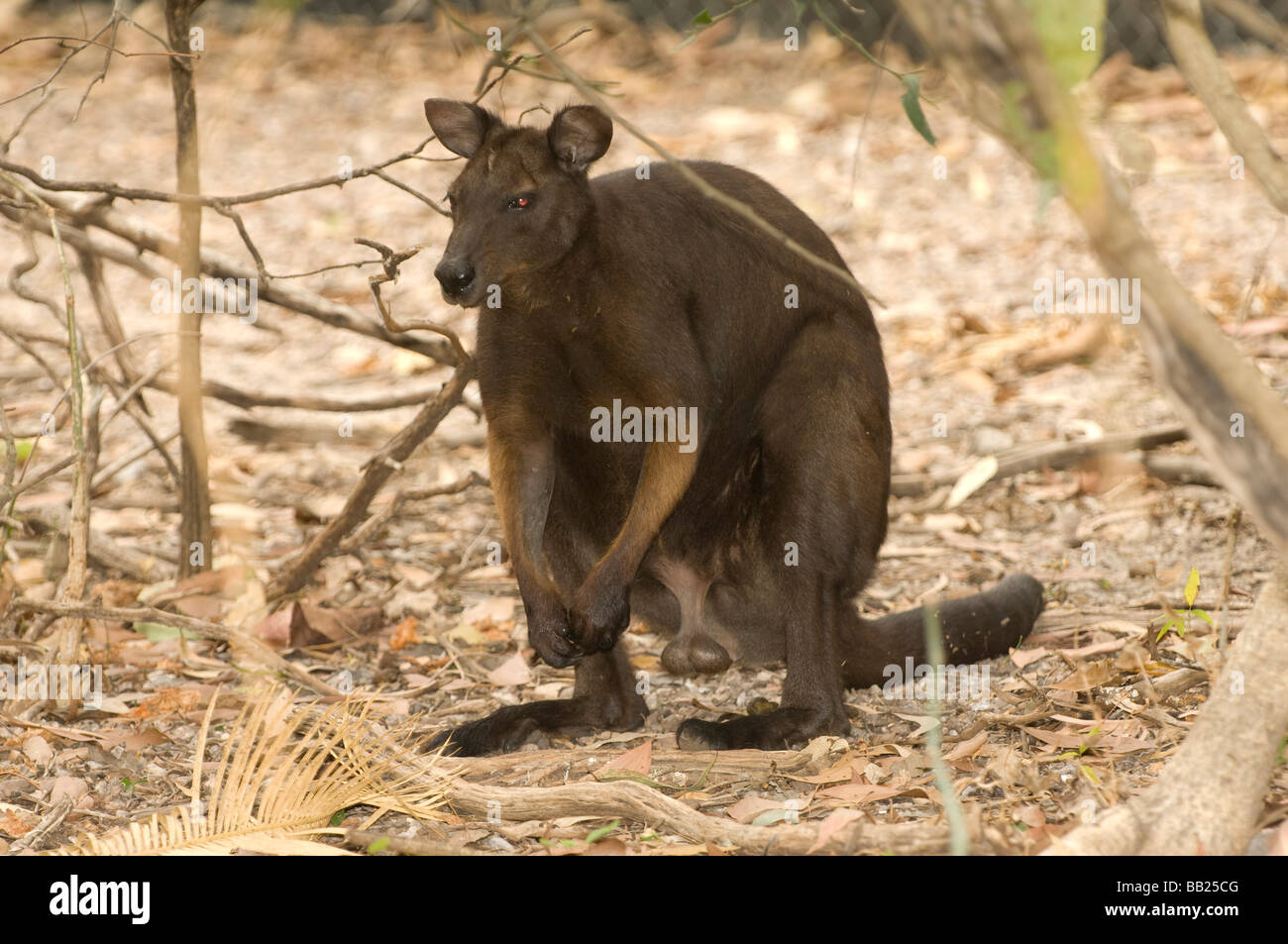 Black wallaroo hi-res stock photography and images - Alamy