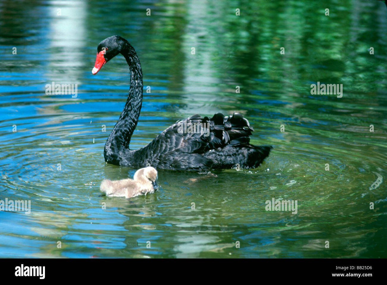 Black Swan and Cygnet, in Northern Territory of Australia, at the ...