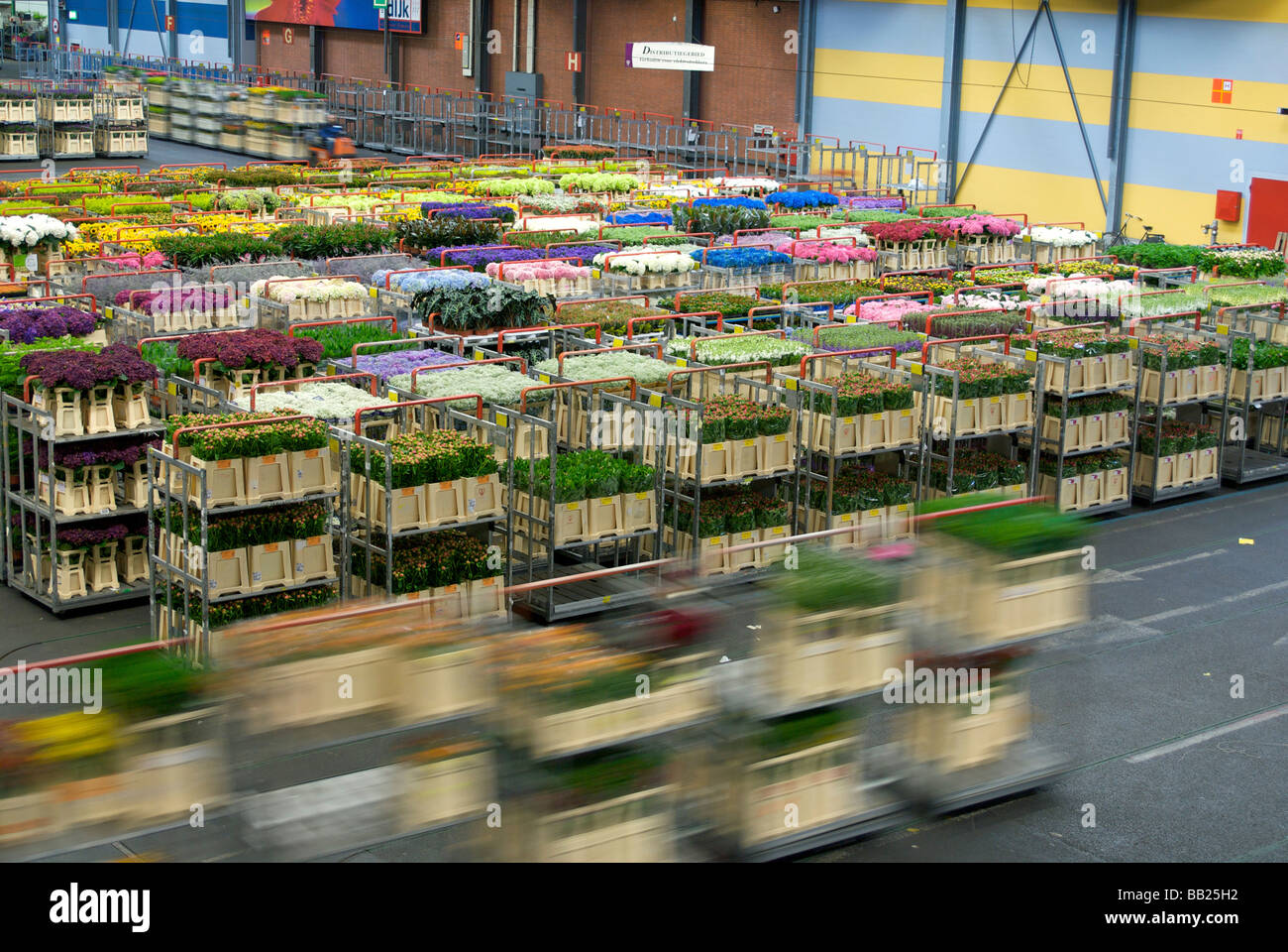 Europe, Netherlands, Holland, Aalsmeer, Aalsmeer Flower Auction Stock ...