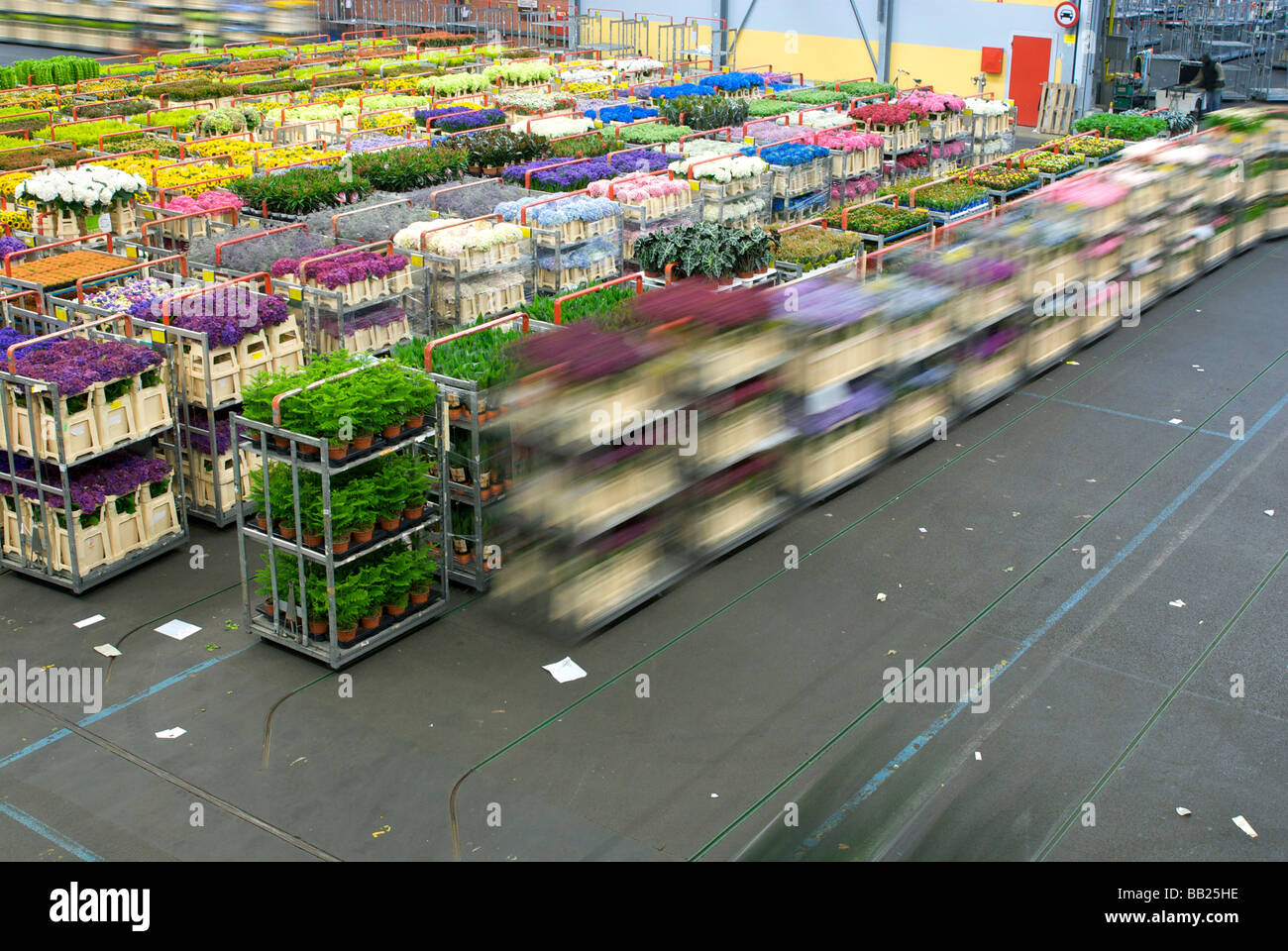 Europe, Netherlands, Holland, Aalsmeer, Aalsmeer Flower Auction Stock ...