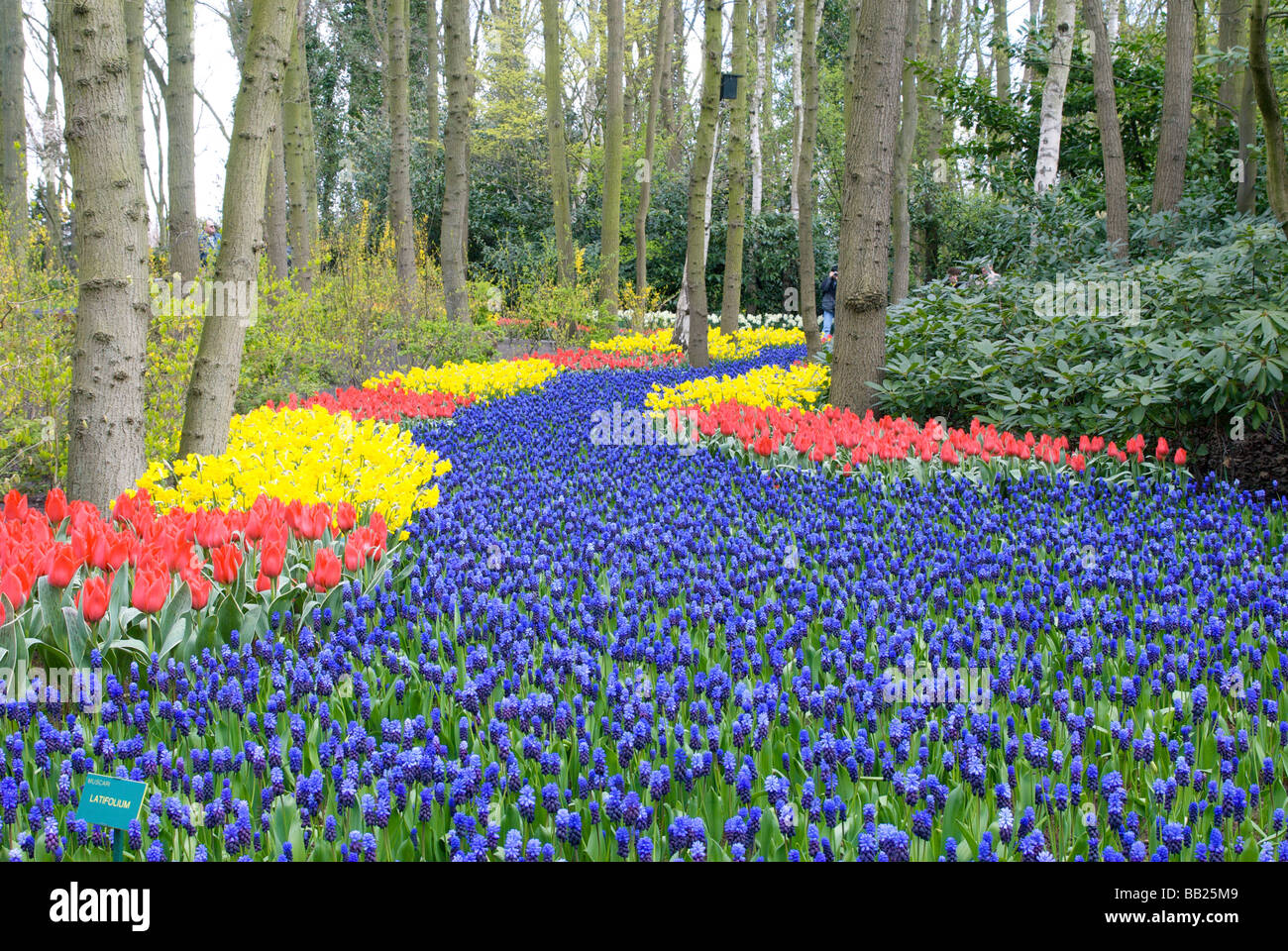Europe, Netherlands, Holland, Lisse, Keukenhof Gardens Stock Photo - Alamy